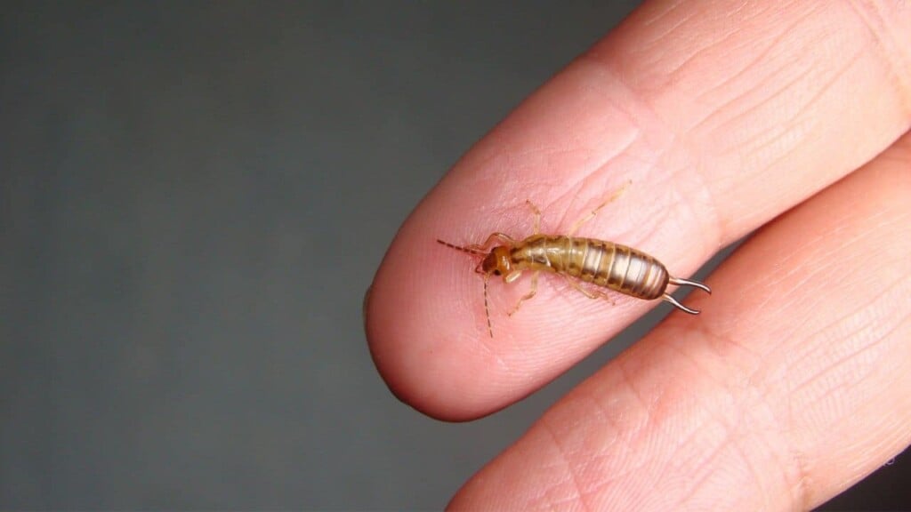 Do Earwigs Bite - Everything You Need to Know in 2023 w Pictures