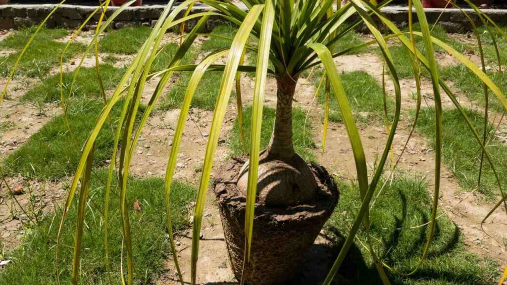 How to Grow and Care for Ponytail Palm (Indoors + Outdoors)