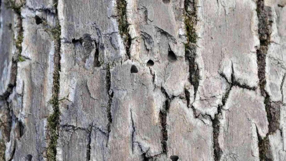 Ash Tree Guide: What Is It + 15 Common Species of Ash Trees