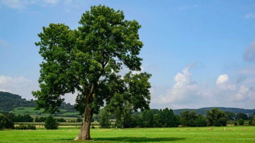 Ash Tree Guide: What Is It + 15 Common Species of Ash Trees