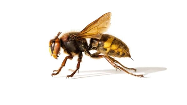 Most Common Types of Wasps (And How to Identify Them)