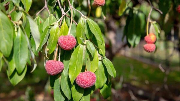 Dogwood Tree: Care, Planting, History, and Common Types