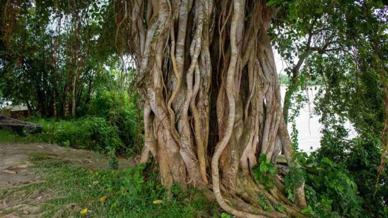 How to Plant, Grow & Care for Ficus Tree (Indoors + Outdoors)