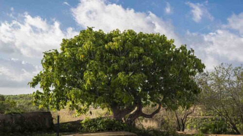 How to Plant, Grow & Care for Ficus Tree (Indoors + Outdoors)