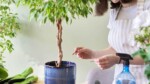 How to Plant, Grow & Care for Ficus Tree (Indoors + Outdoors)