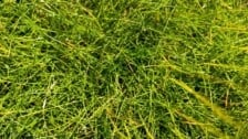 10 Best Types of Grass for Your Lawn: A Full Guide