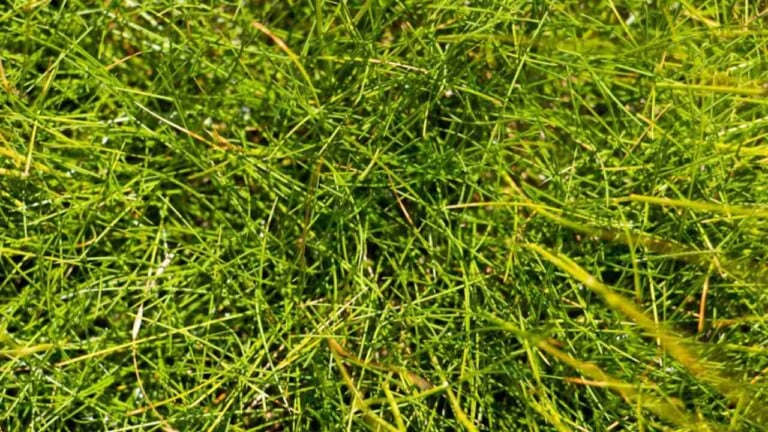 10 Best Types of Grass for Your Lawn: A Full Guide