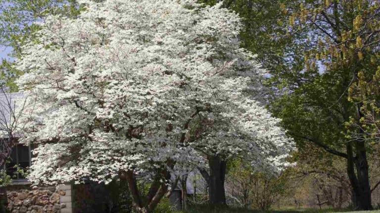 Dogwood Tree: Care, Planting, History, and Common Types