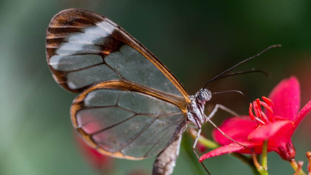 Witness Nature's Artistry: 12 Breathtaking Butterflies That Will Leave ...