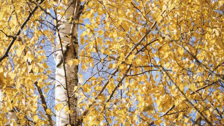 Birch Tree: How to Grow + 11 Most Common of Birch Trees