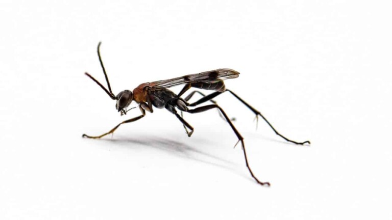 Most Common Types of Wasps (And How to Identify Them)