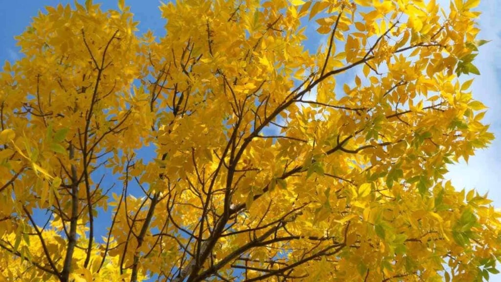 Ash Tree Guide: What Is It + 15 Common Species of Ash Trees