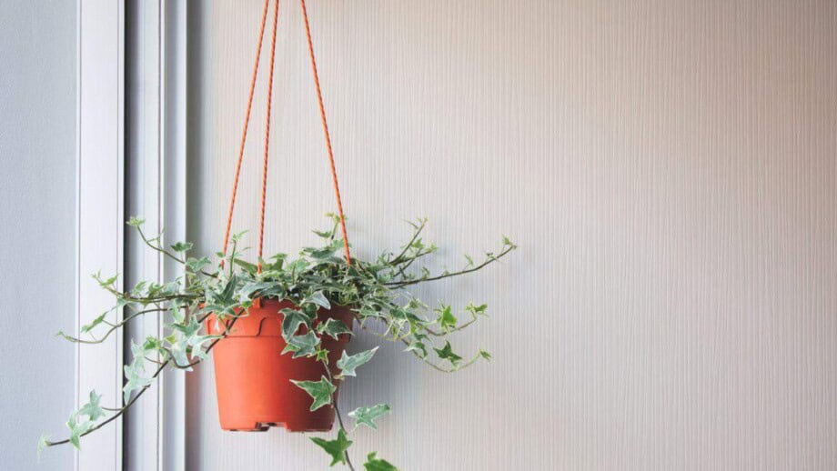 The Best Hanging Plants in 2024 + How and Where to Hang Them