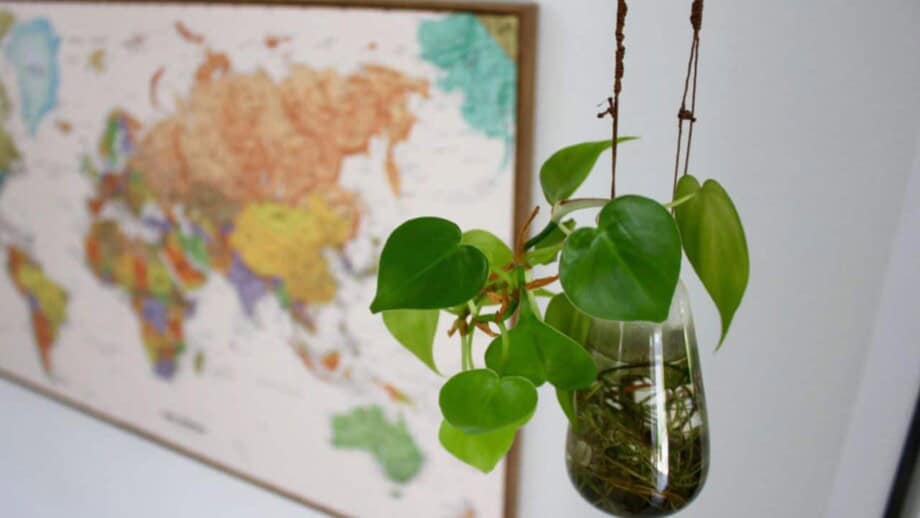 The Best Hanging Plants in 2024 + How and Where to Hang Them