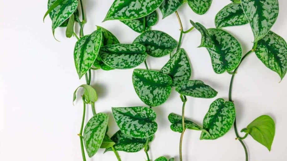 The Best Hanging Plants in 2024 + How and Where to Hang Them
