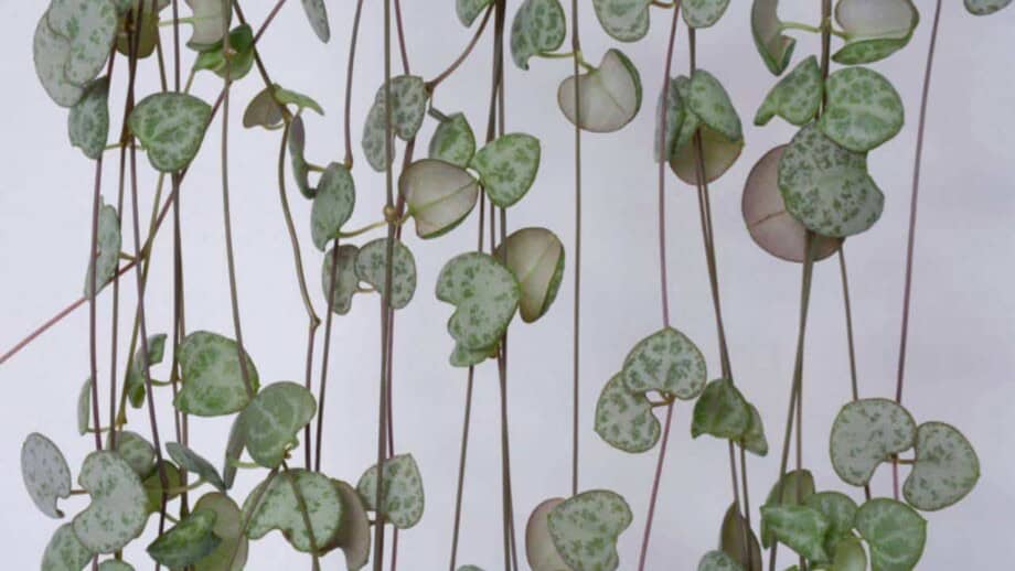 The Best Hanging Plants in 2024 + How and Where to Hang Them