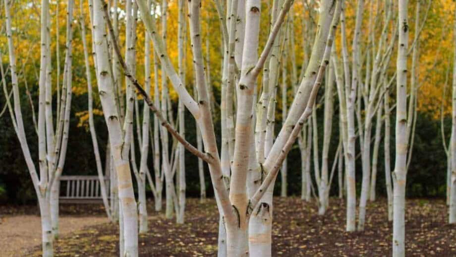 Birch Tree: How to Grow + 11 Most Common of Birch Trees