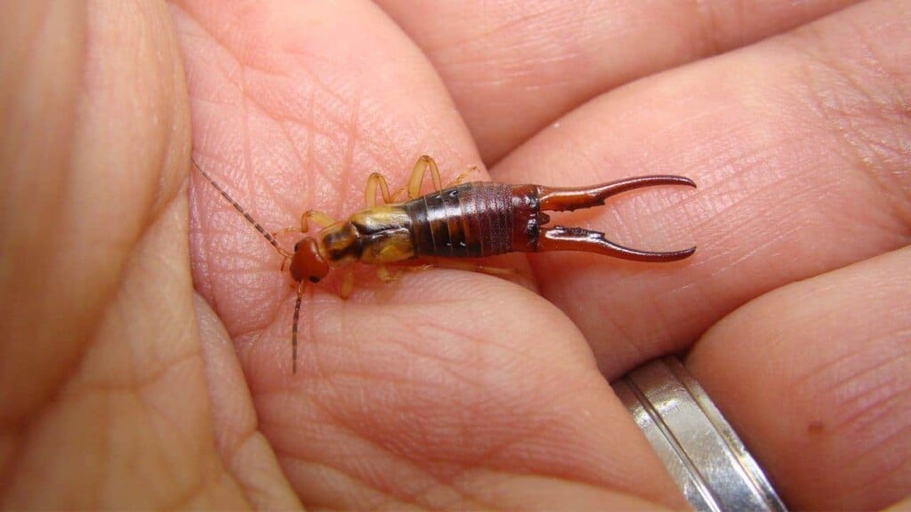 Do Earwigs Bite - Everything You Need to Know in 2023 w Pictures