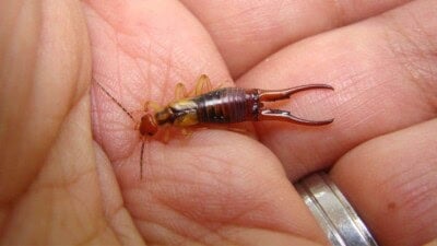 Do Earwigs Bite - Everything You Need to Know in 2023 w Pictures