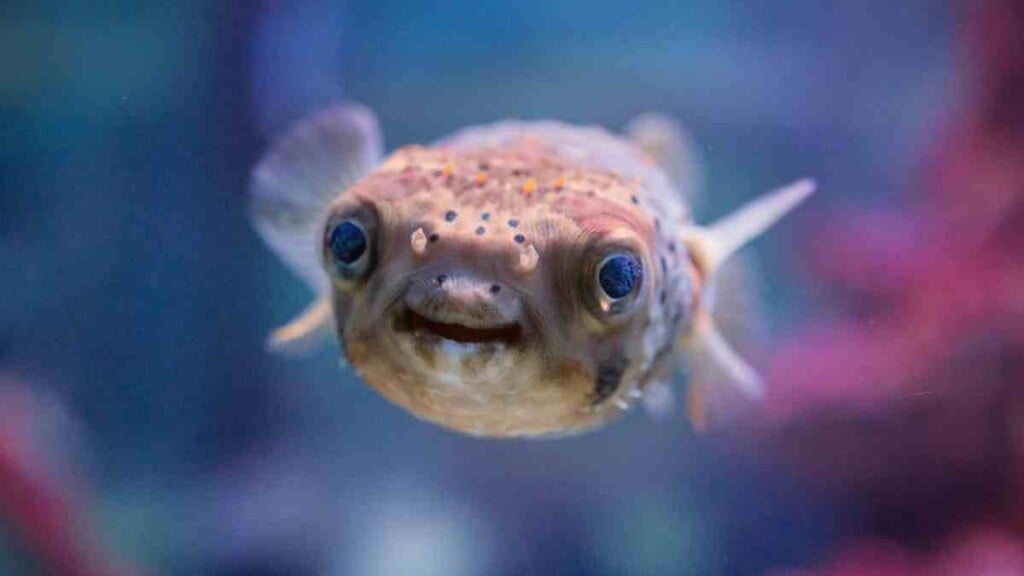 Top 10 Most Hilarious and Romantic Courtship Rituals in the Animal Kingdom