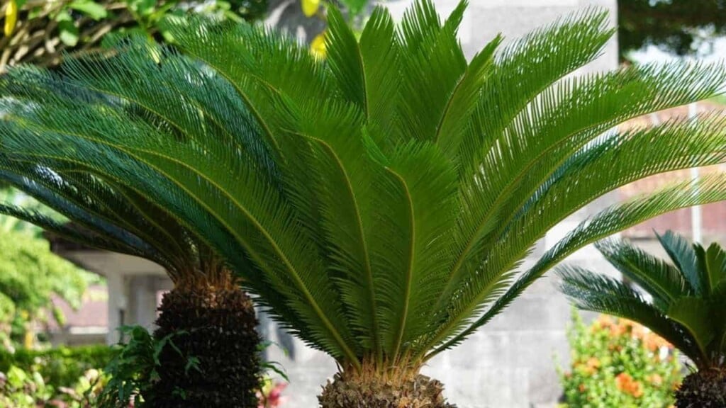 Sago Palm: A Complete Care and Safety Guide with Photos - 2023