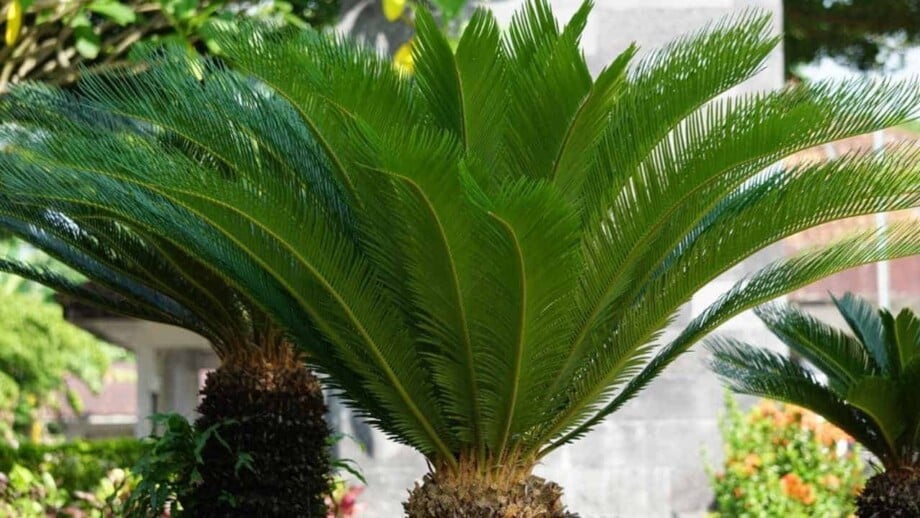 Sago Palm: A Complete Care and Safety Guide with Photos - 2023