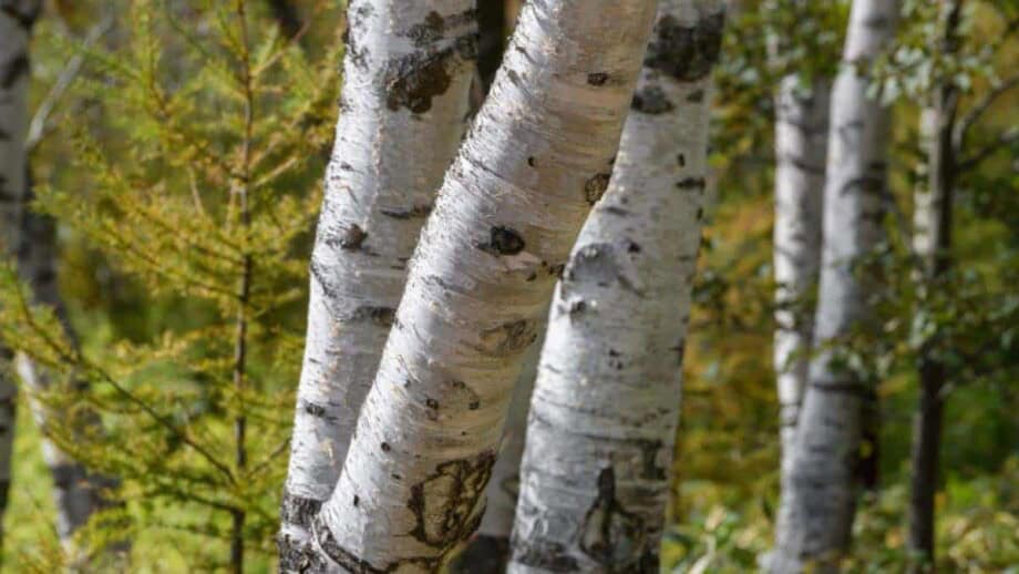 Birch Tree: How to Grow + 11 Most Common of Birch Trees