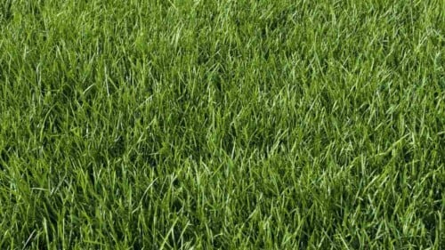 10 Best Types of Grass for Your Lawn: A Full Guide