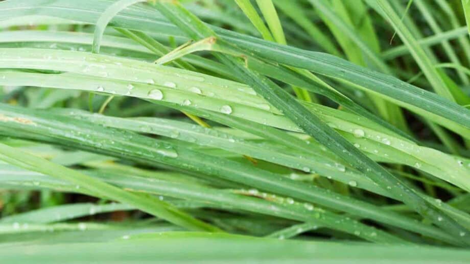 How to Grow and Care for Lemongrass (Plus, Uses + Benefits)