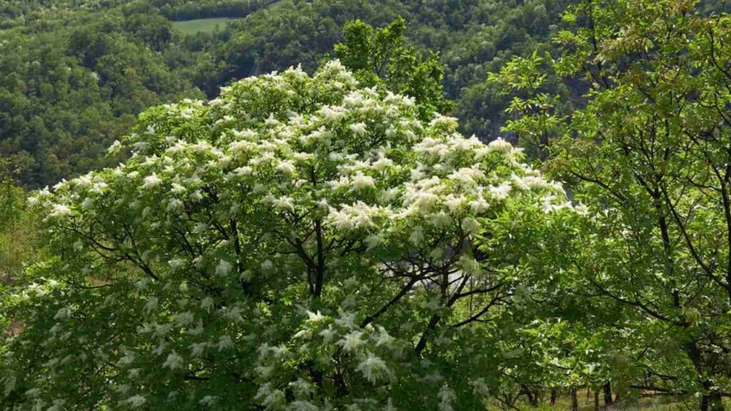 Ash Tree Guide: What Is It + 15 Common Species of Ash Trees