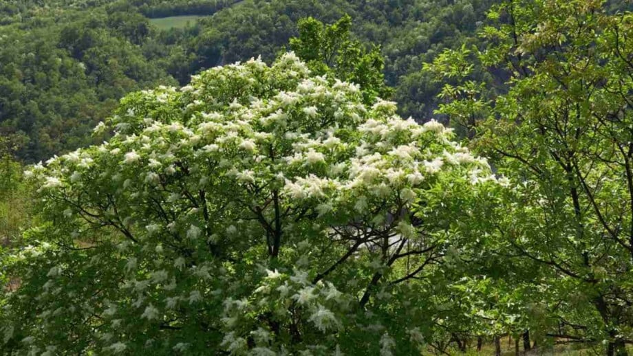 Ash Tree Guide: What Is It + 15 Common Species of Ash Trees