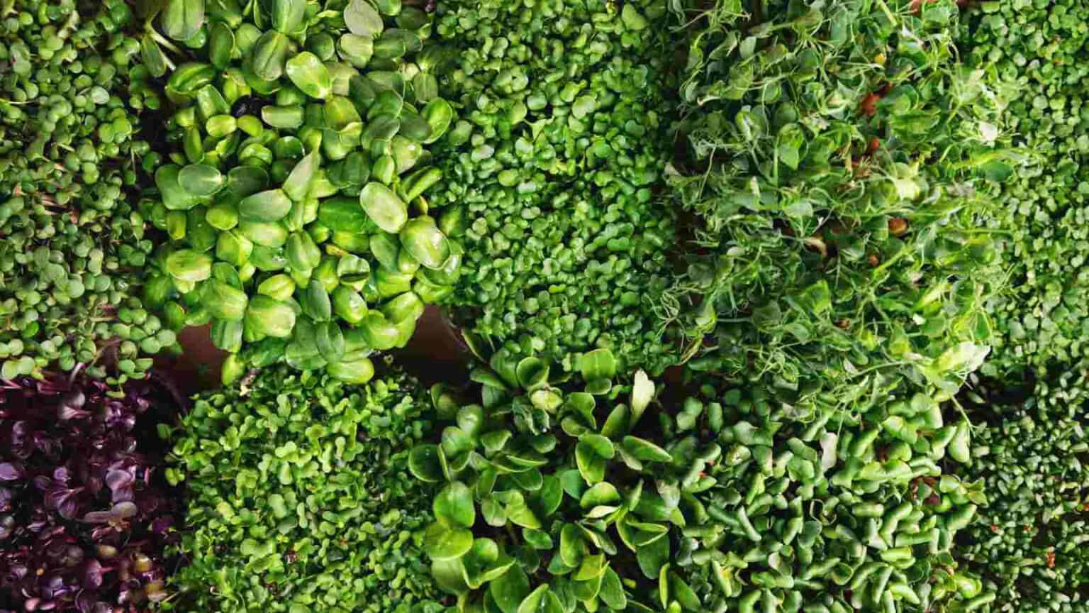 What are Microgreens and How to Easily Grow Them at Home