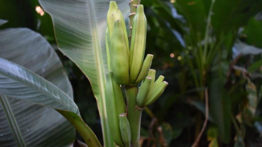Banana Tree: How to Plant, Grow and Care for Banana Tree Plant