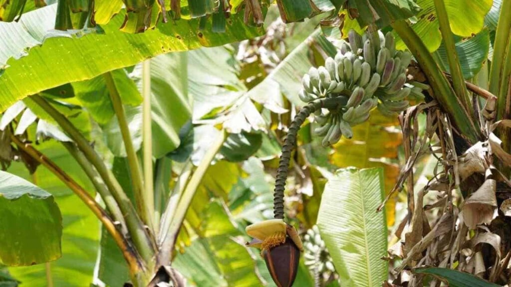 Banana Tree: How to Plant, Grow and Care for Banana Tree Plant