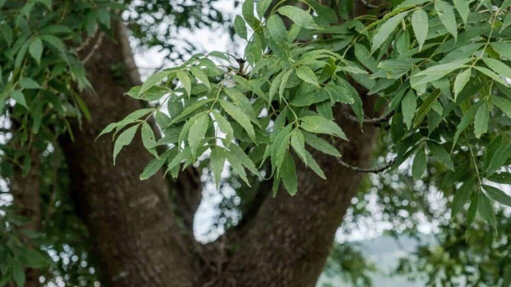 Ash Tree Guide: What Is It + 15 Common Species of Ash Trees