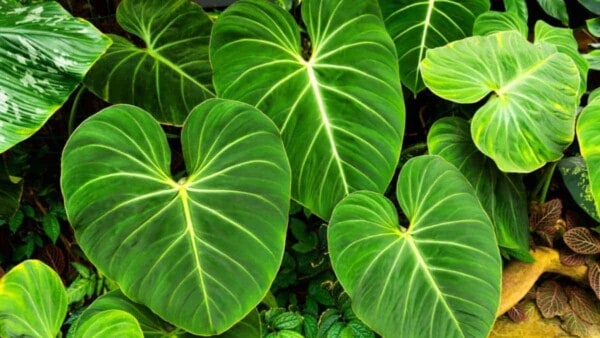 10 Poisonous Plants You Should Absolutely Never Own If You Have Pets