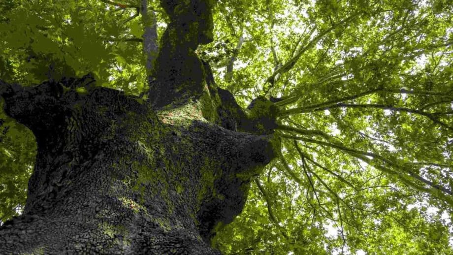 Complete Guide to Plant, Grow, and Care for a Sycamore Tree