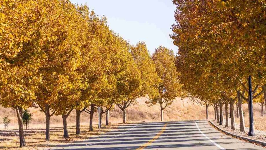 Complete Guide to Plant, Grow, and Care for a Sycamore Tree