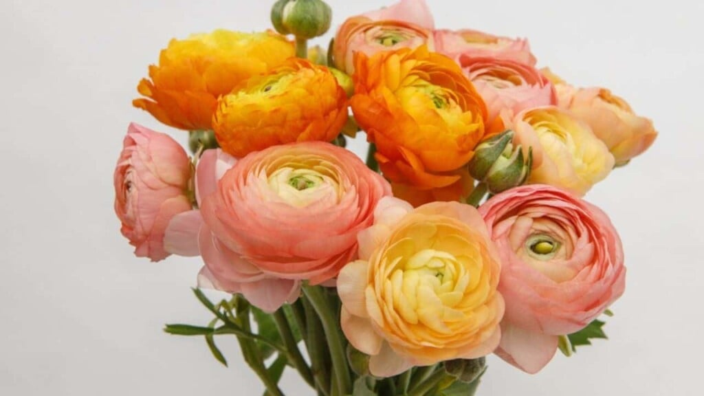 Ranunculus: How to Care and Plant Ranunculus [2023 Guide]