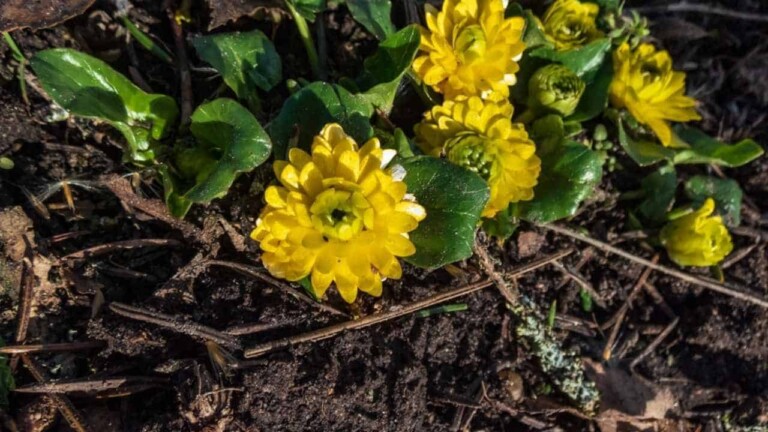 Ranunculus: How to Care and Plant Ranunculus [2023 Guide]