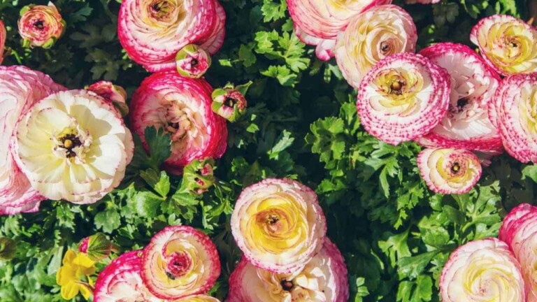 Ranunculus: How to Care and Plant Ranunculus [2023 Guide]