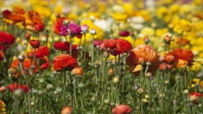 Ranunculus: How to Care and Plant Ranunculus [2023 Guide]