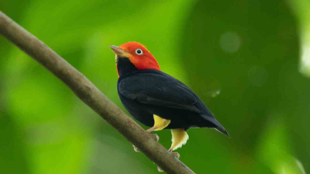 Top 10 Most Hilarious and Romantic Courtship Rituals in the Animal Kingdom