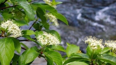 Dogwood Tree: Care, Planting, History, and Common Types