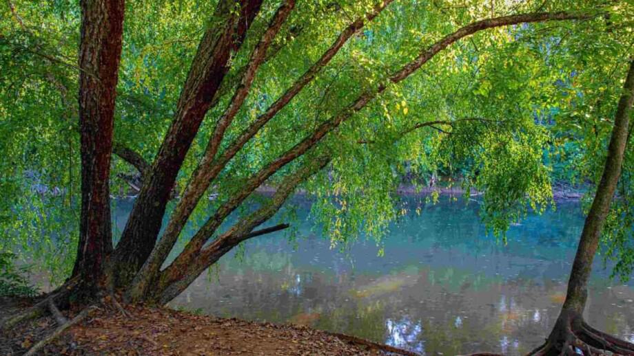 Birch Tree: How to Grow + 11 Most Common of Birch Trees