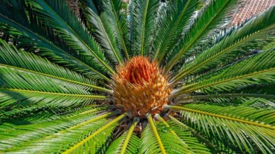 Sago Palm: A Complete Care and Safety Guide with Photos - 2023