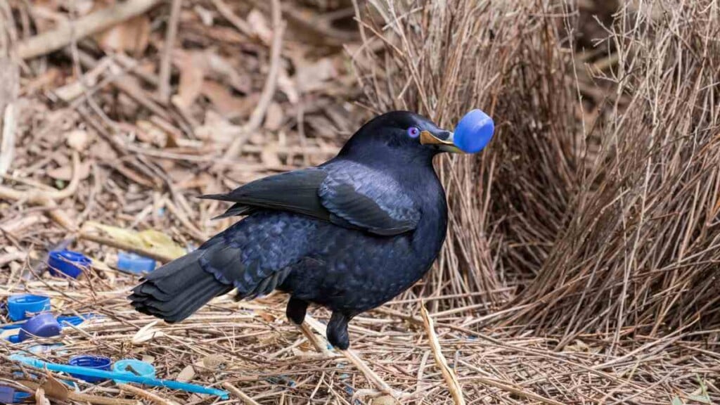 Top 10 Most Hilarious and Romantic Courtship Rituals in the Animal Kingdom