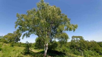 Birch Tree: How to Grow + 11 Most Common of Birch Trees