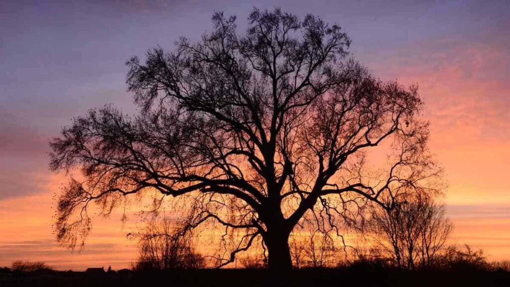 Complete Guide to Plant, Grow, and Care for a Sycamore Tree