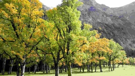 Complete Guide to Plant, Grow, and Care for a Sycamore Tree